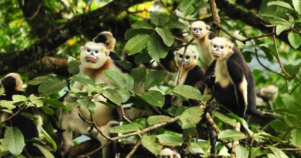 11 loài có nguy cơ tuyệt chủng tại Việt Nam