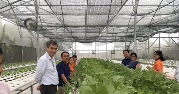 Rau thủy canh Meko-Farm, vì sức khỏe cộng đồng